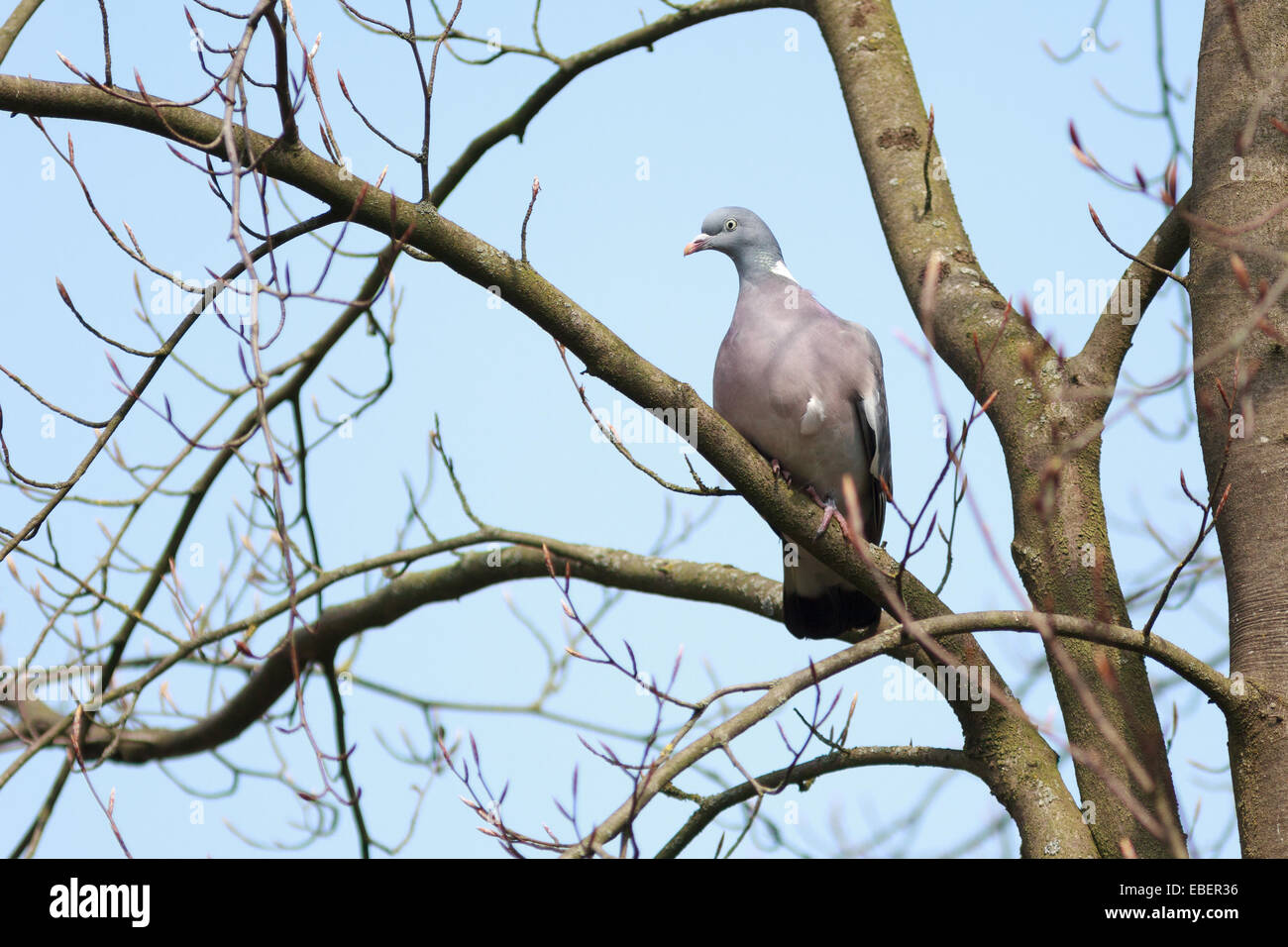 Columba palumbus, Woodpigeon Stock Photo - Alamy