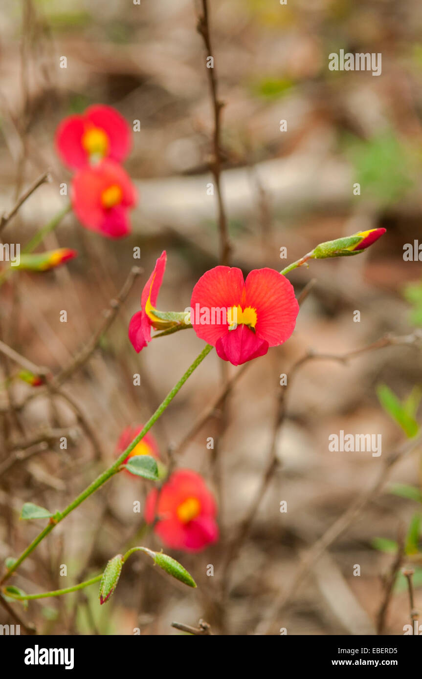 Chorizema rhombeum, Scarlet Flame Pea in Stirling Range NP, WA ...