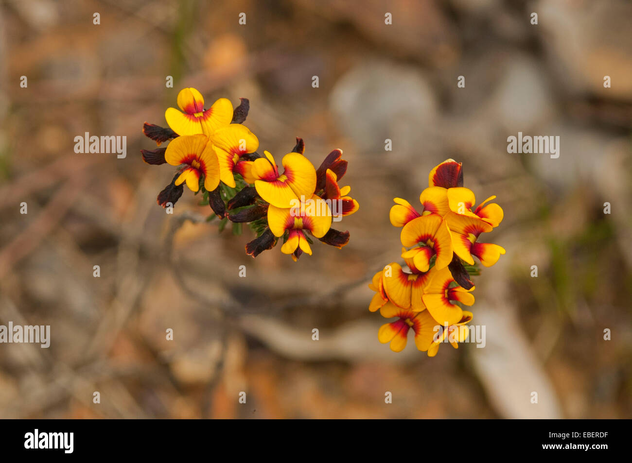 Striped range hi-res stock photography and images - Alamy