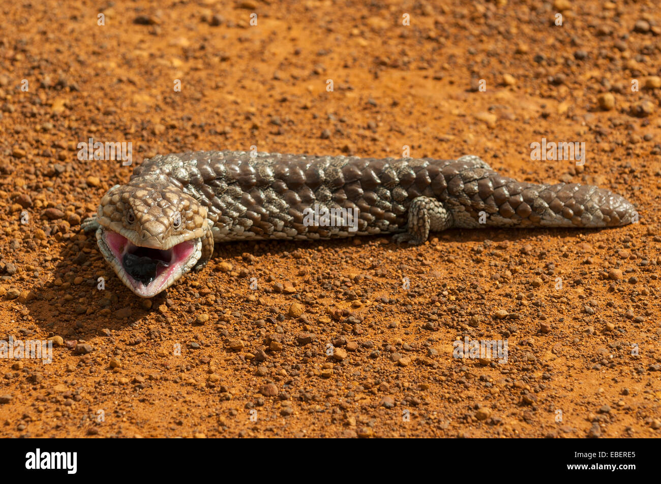 Stumpy-tailed Lizard, Tiliqua rugosa in Stirling Range NP, WA ...