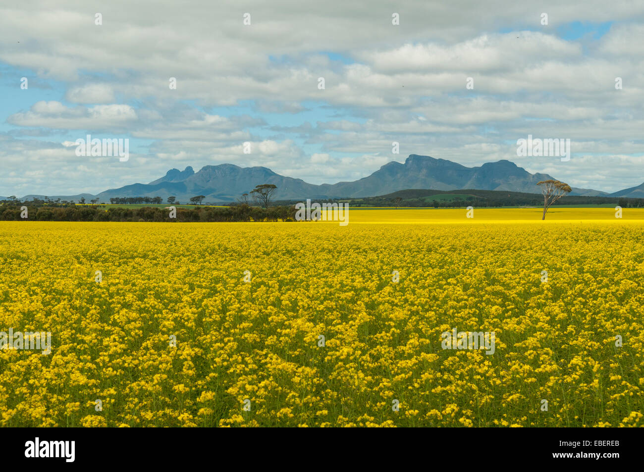 Canola Field and Stirling Range, WA, Australia Stock Photo - Alamy