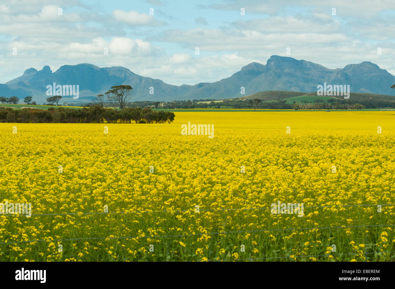 Canola Australia High Resolution Stock Photography and Images - Alamy