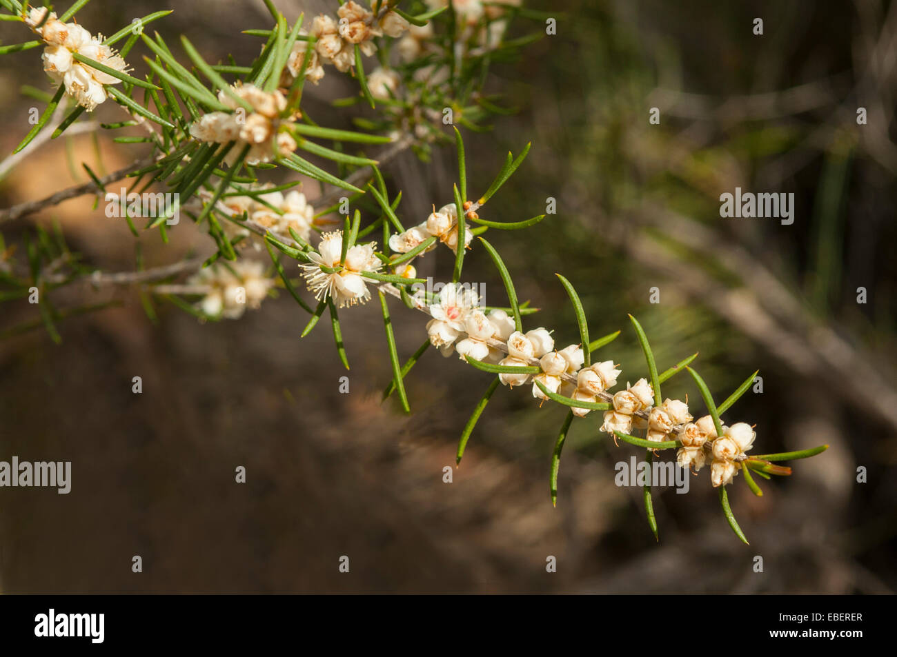 Cryptandra pungens hi-res stock photography and images - Alamy