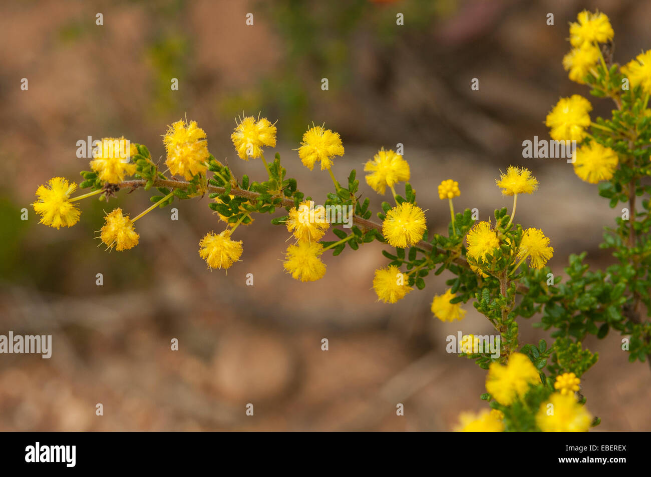 Acacia pulchella, Prickly Moses in Stirling Range NP, WA, Australia ...