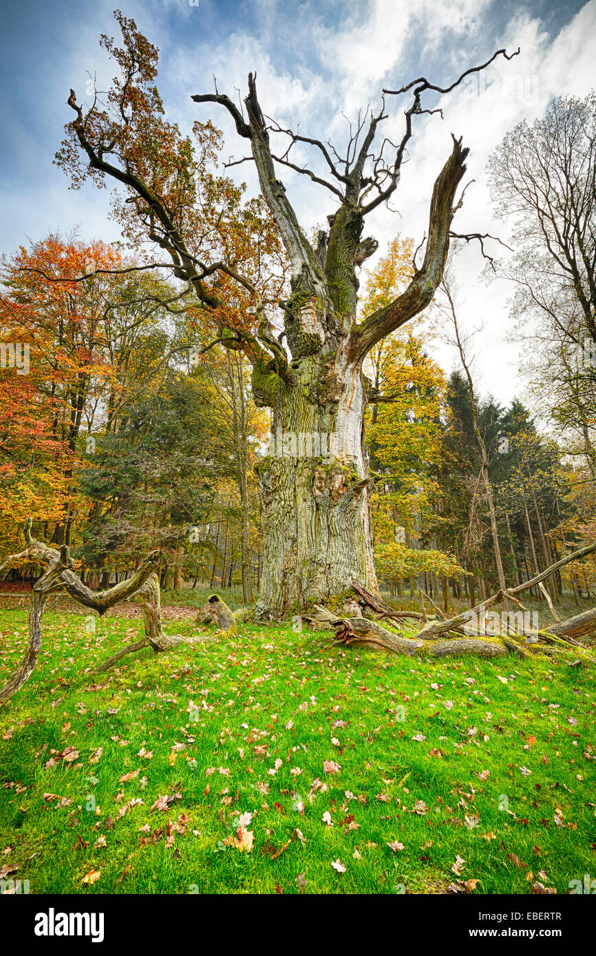 HDR shoot of a very old oak tree on a meadow Stock Photo - Alamy