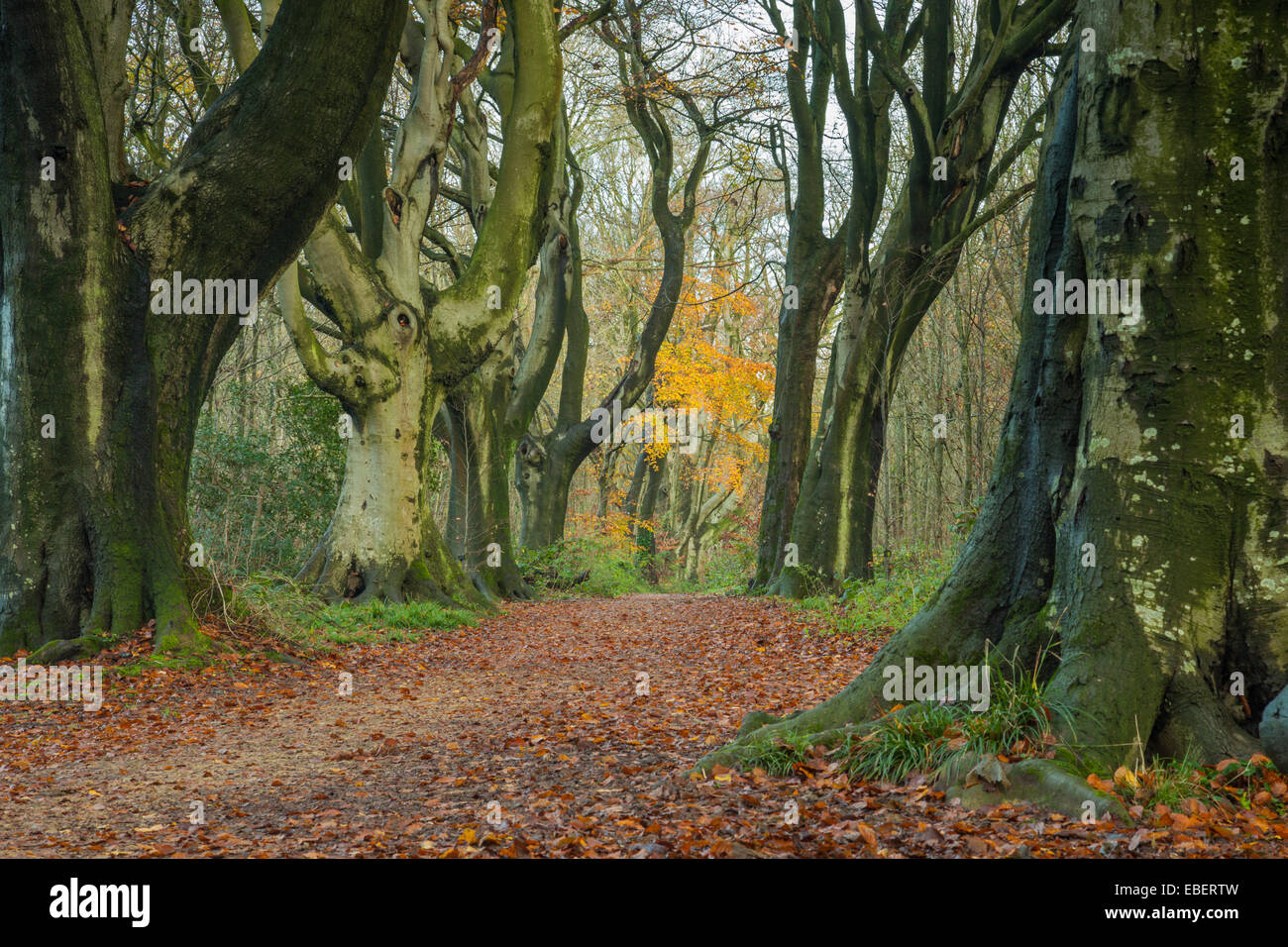 Autumn morning in Stanmer Park, East Sussex, England Stock Photo - Alamy