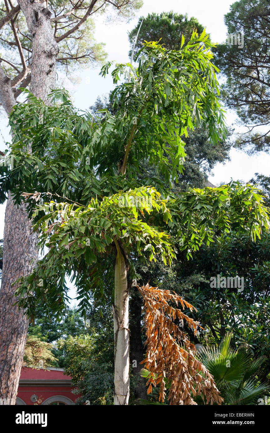 Caryota mitis, the Burmese fishtail palm, in a Sorrento, Italy, garden ...