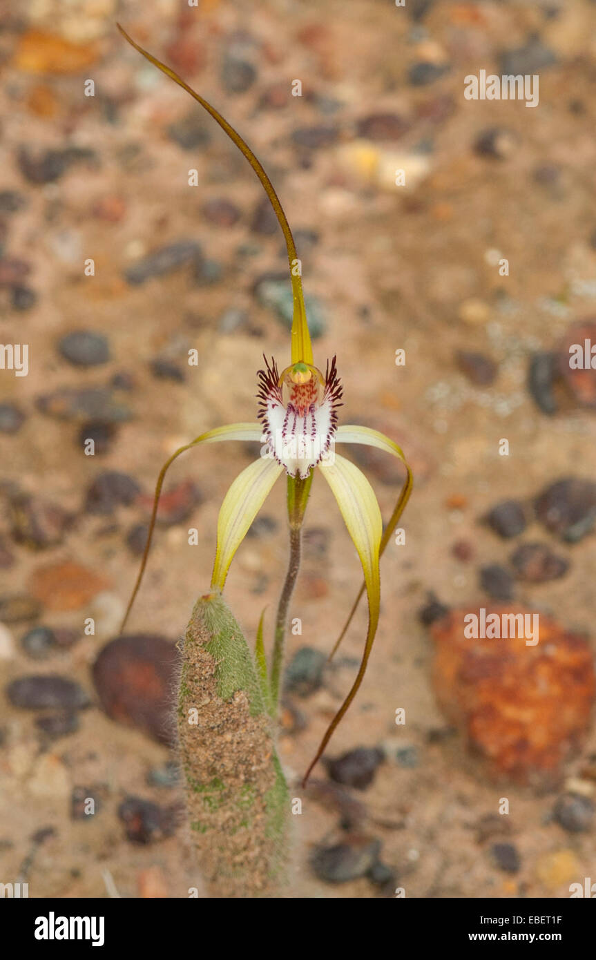 Caladenia longicauda, Common White Spider Orchid in Stirling Range NP ...