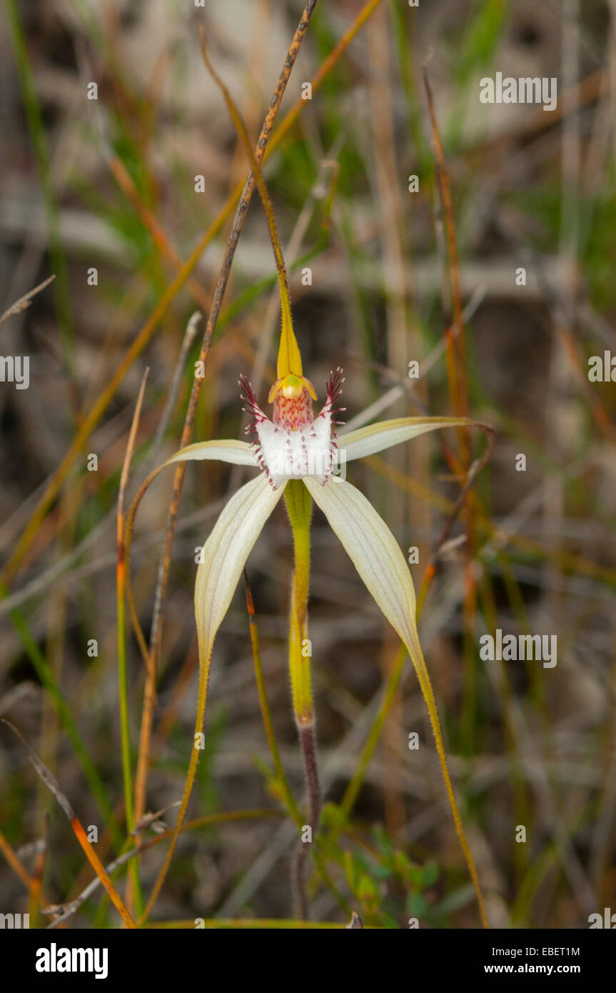 Caladenia longicauda subsp. longicauda, White Spider Orchid in Stirling ...