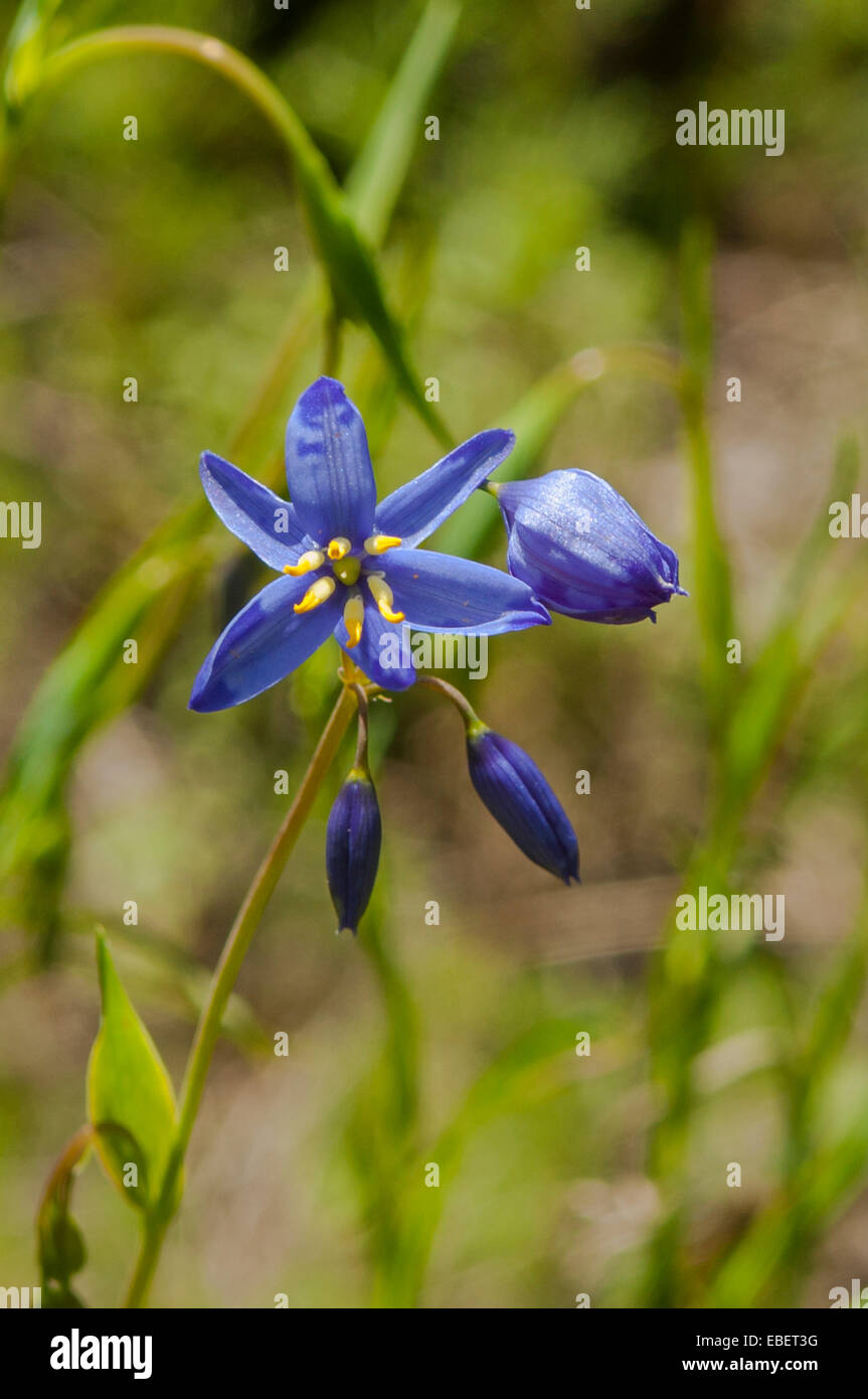 Calectasia hi-res stock photography and images - Alamy
