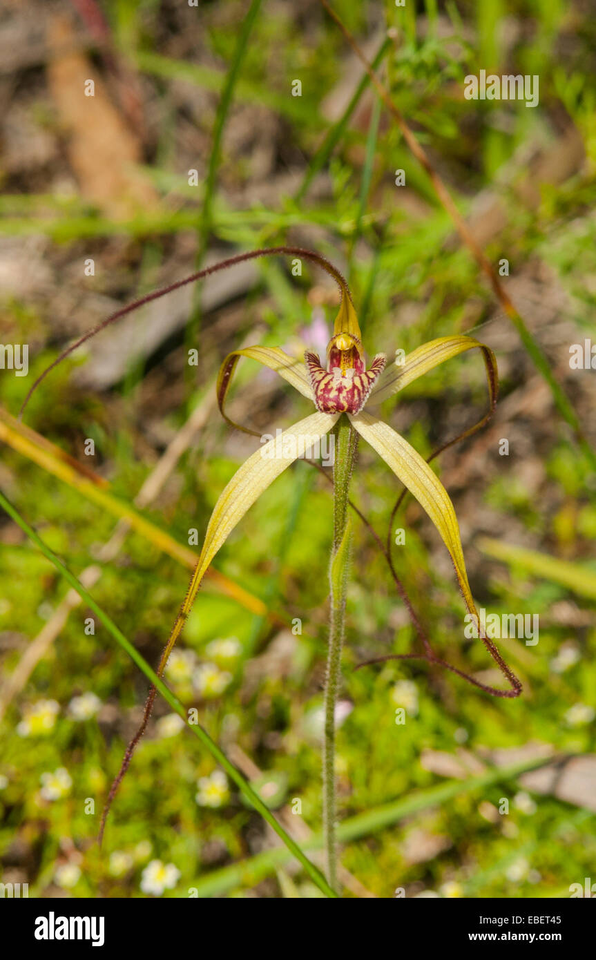 Caladenia procera, Carbunup King Spider Orchid at Wave Rock, Hyden, WA ...