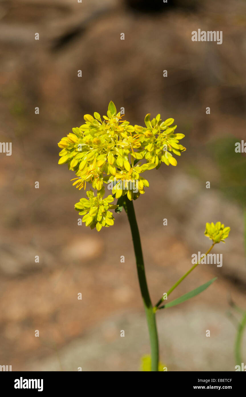 Common Australian Wildflowers High Resolution Stock Photography and ...