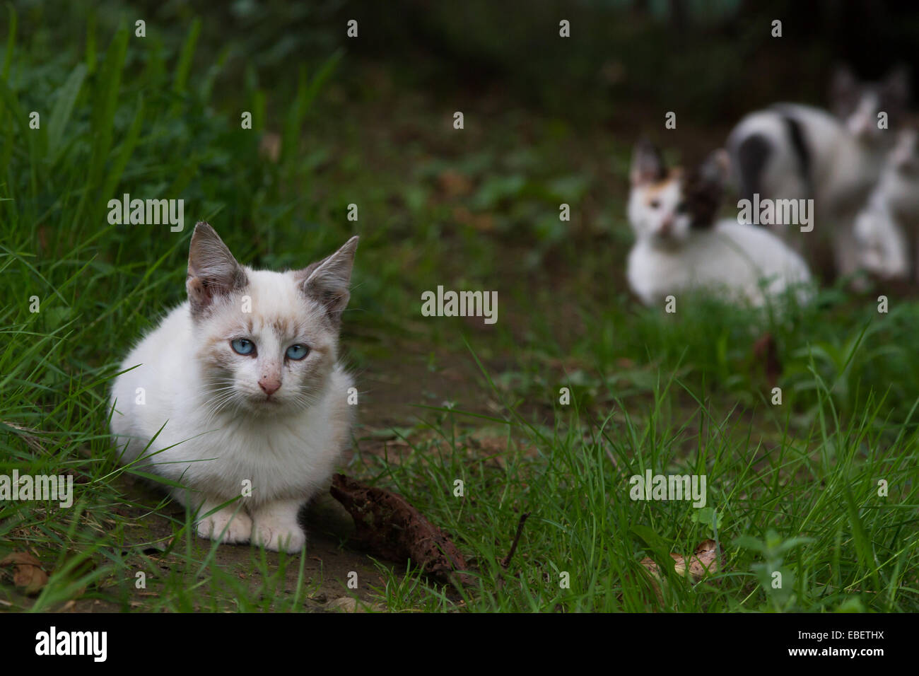 Cat family hi-res stock photography and images - Alamy