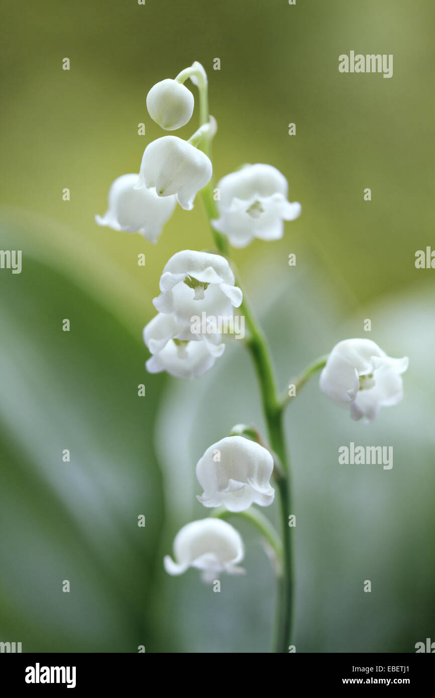 A stem of Lily of the valley flowers Stock Photo - Alamy