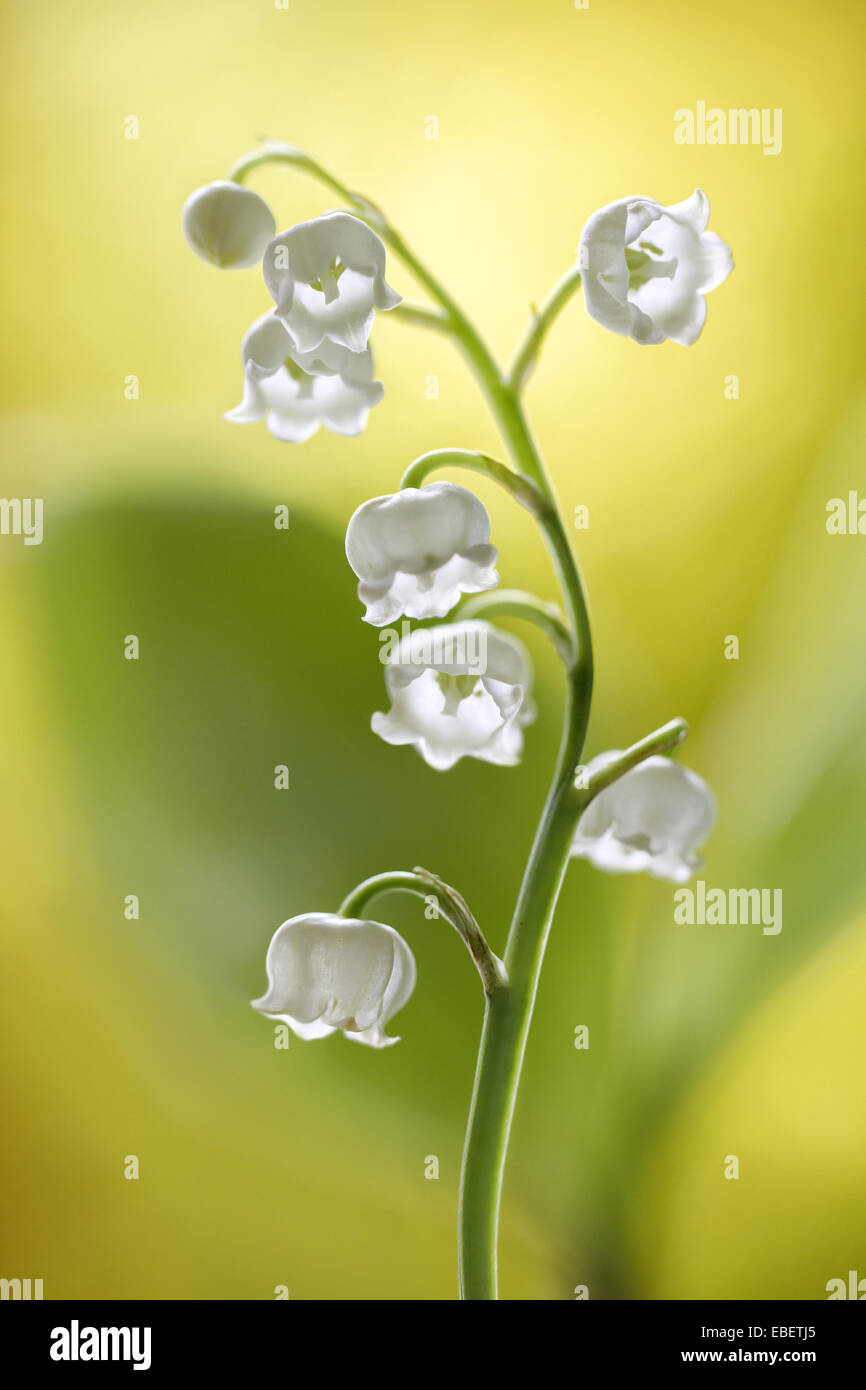 A stem of Lily of the valley flowers Stock Photo - Alamy