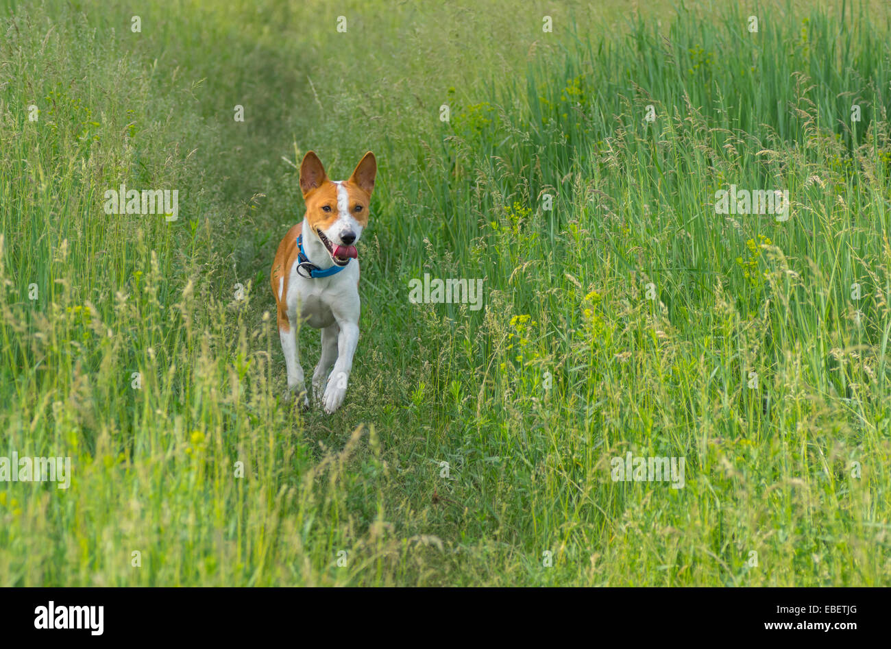 Cute basenji dog running in spring grass Stock Photo - Alamy