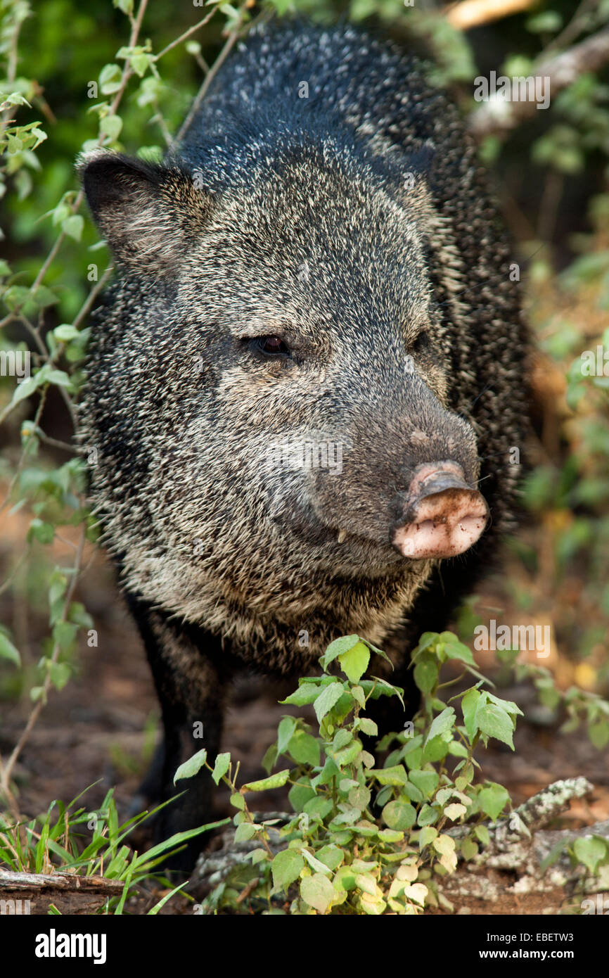 Javelina hi-res stock photography and images - Alamy