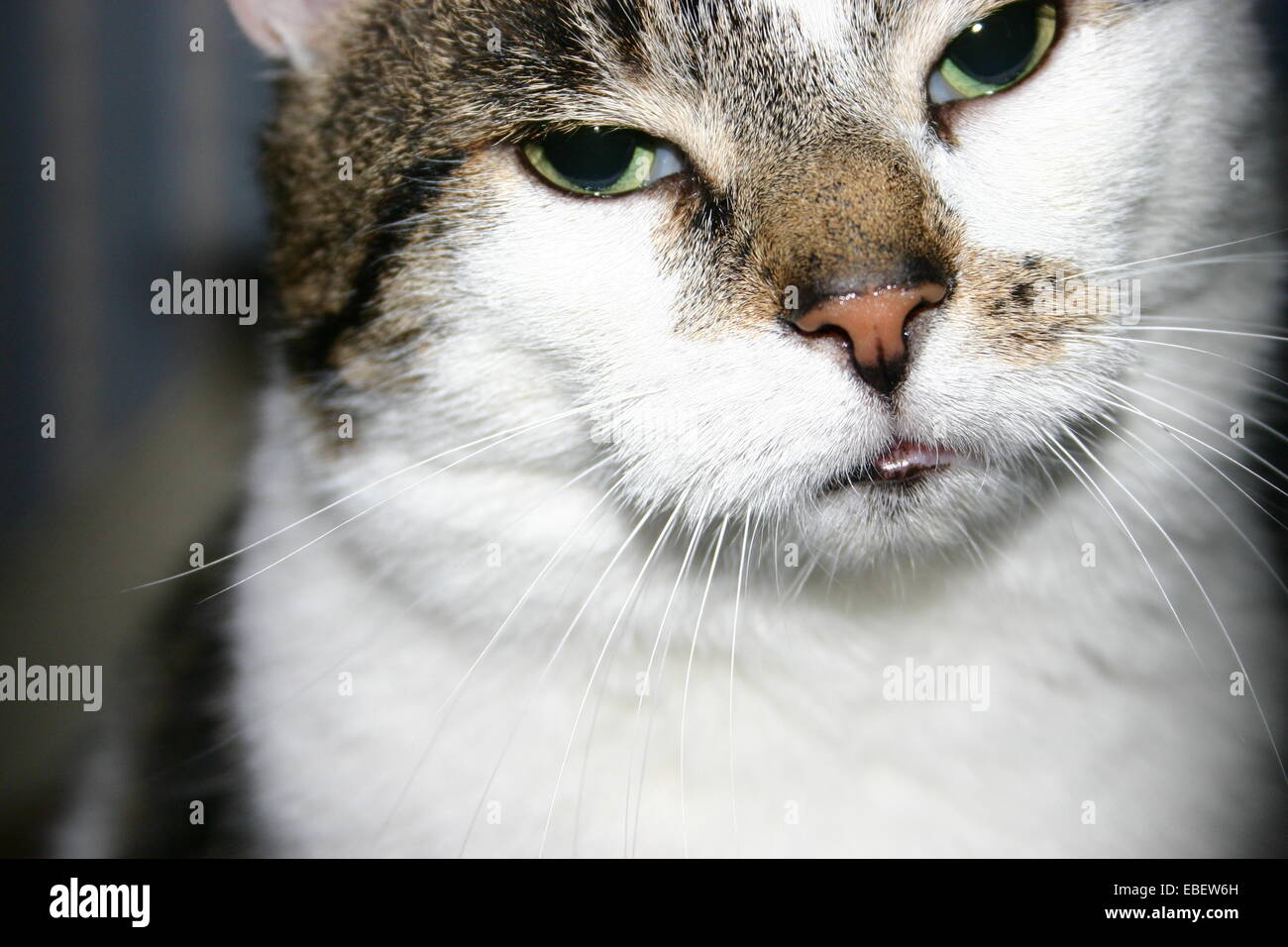 Look of love from a male tabby Stock Photo - Alamy