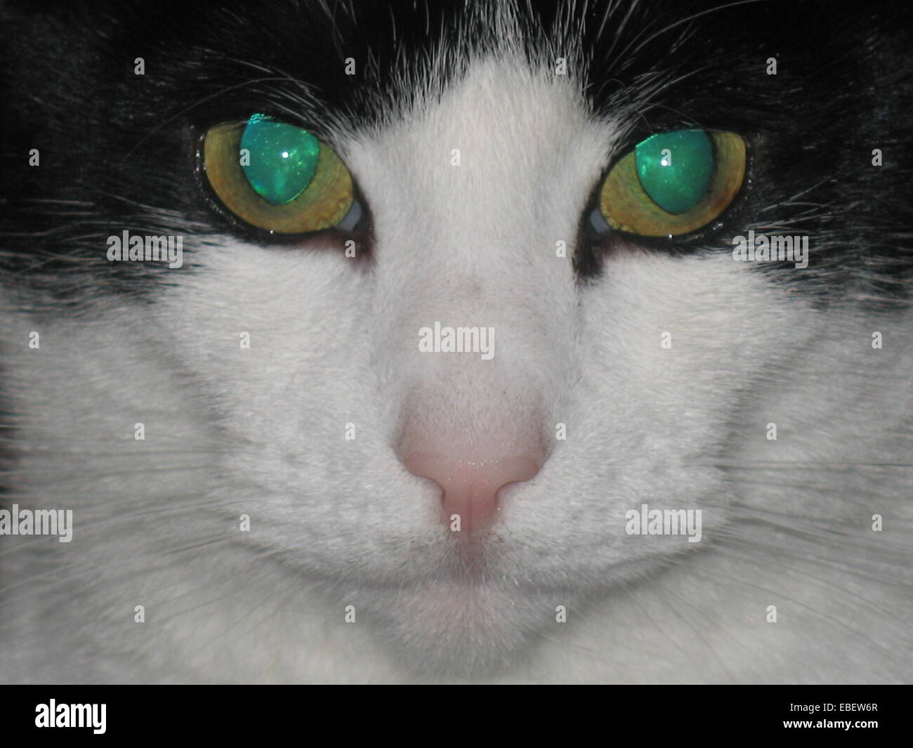 Close up of a cat's face Stock Photo - Alamy