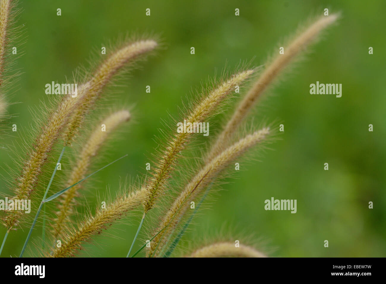 beautiful Blady Grass flower (Imperata cylindrica) at Thai flower ...