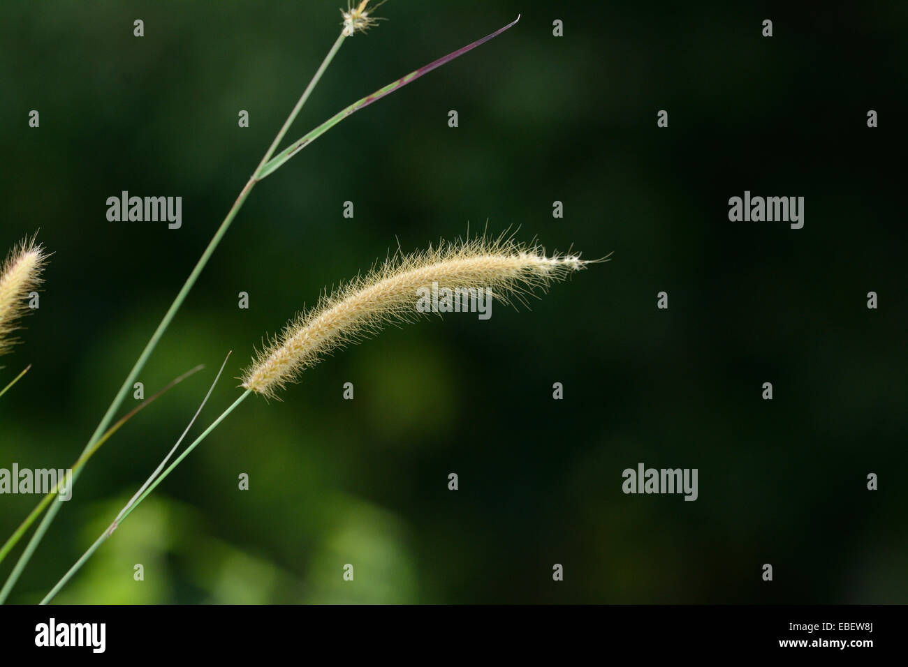 beautiful Blady Grass flower (Imperata cylindrica) at Thai flower ...