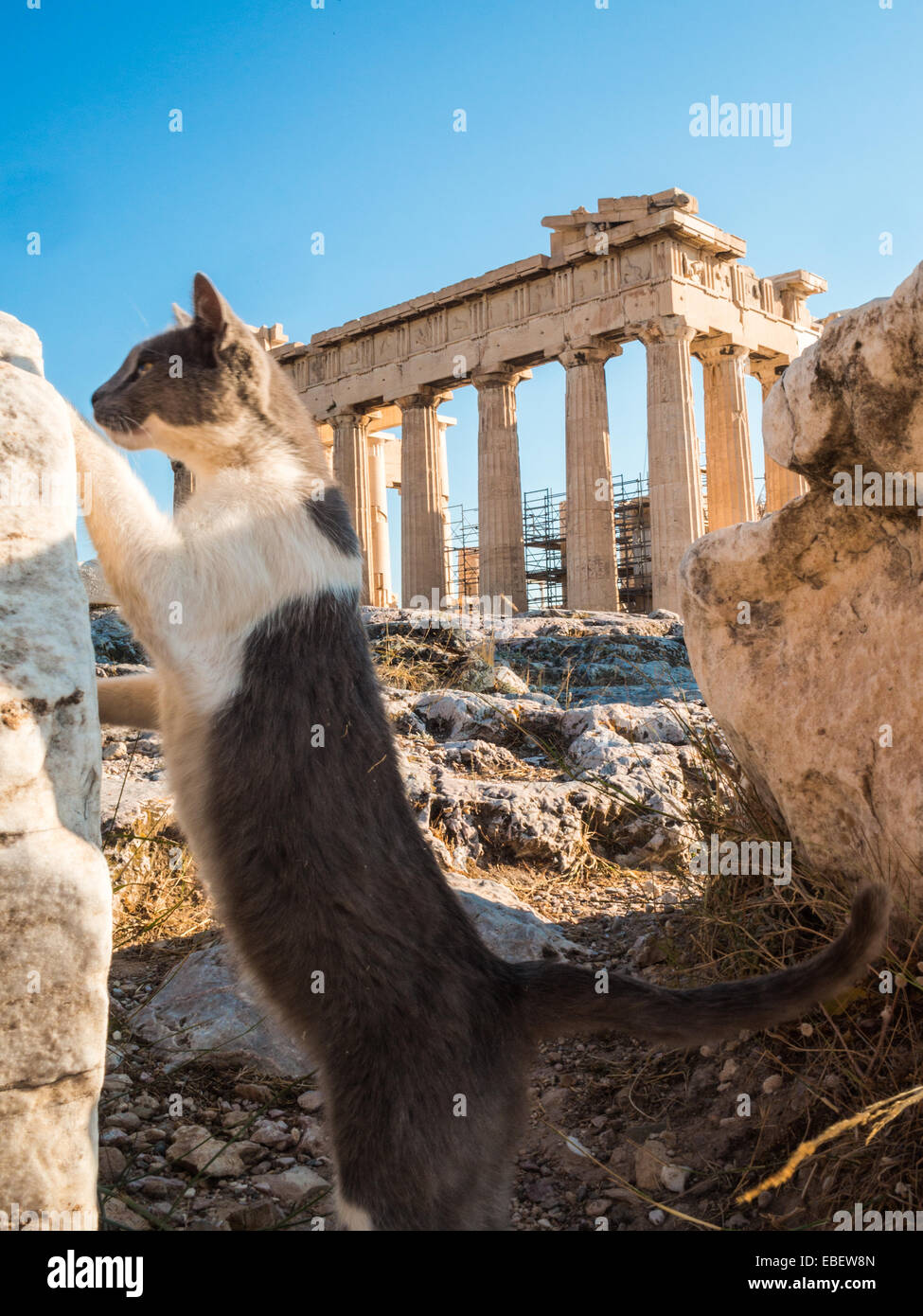 A cat in Athens Acropolis Stock Photo - Alamy