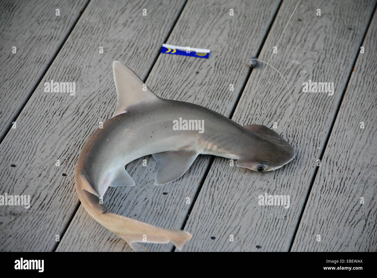 Hammerhead Shark Florida