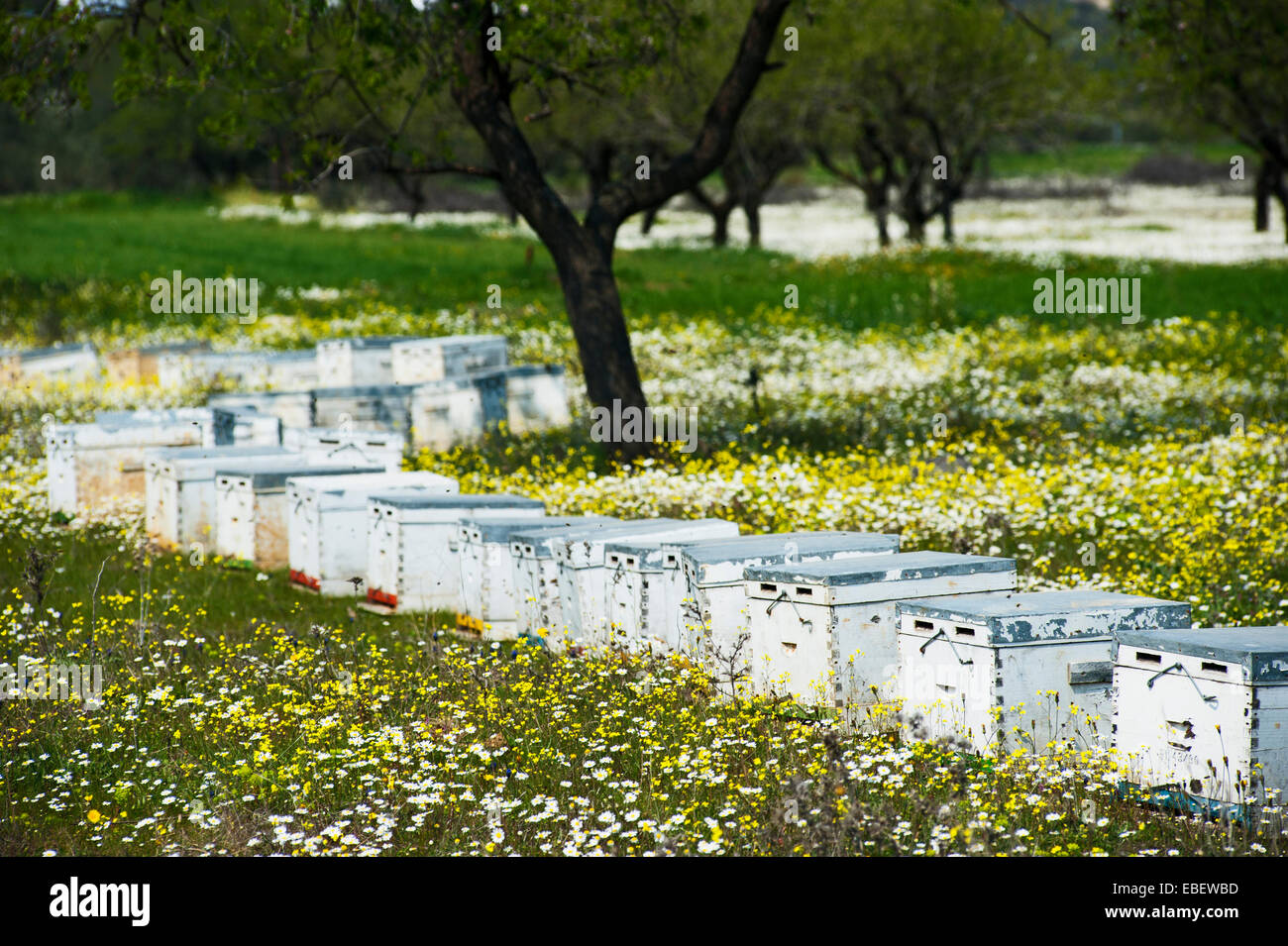 Row of white beehives in flower field Stock Photo - Alamy