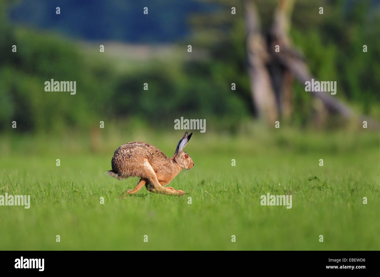Hare jump hi-res stock photography and images - Alamy