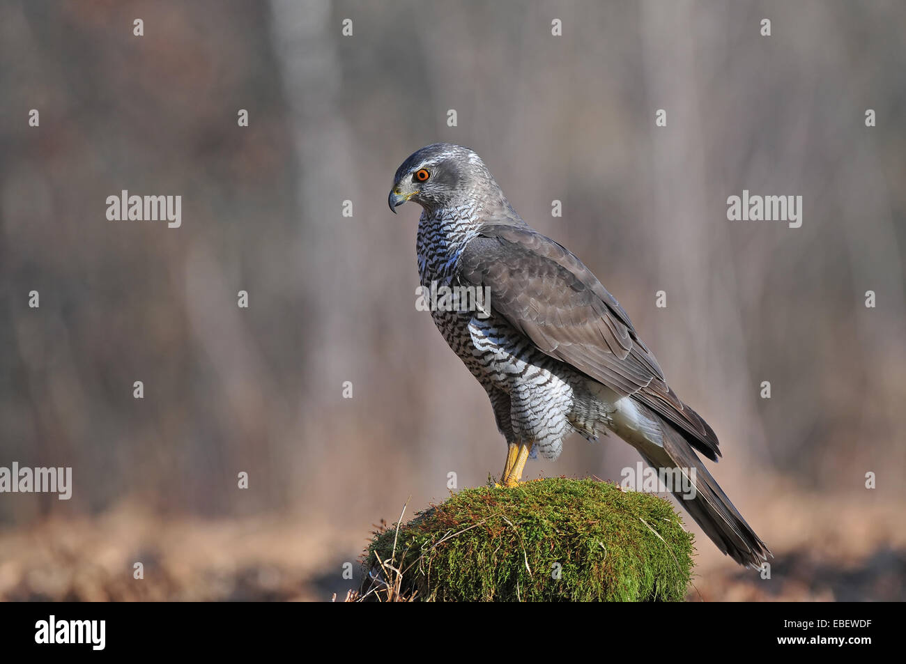 Goshawk hi-res stock photography and images - Alamy