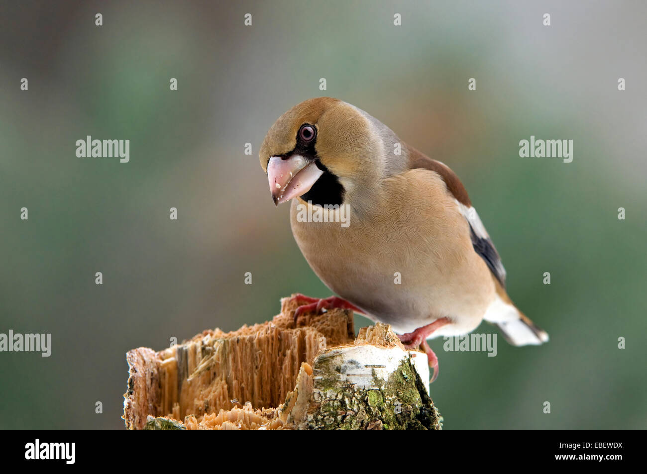 Hawfinch hi-res stock photography and images - Alamy