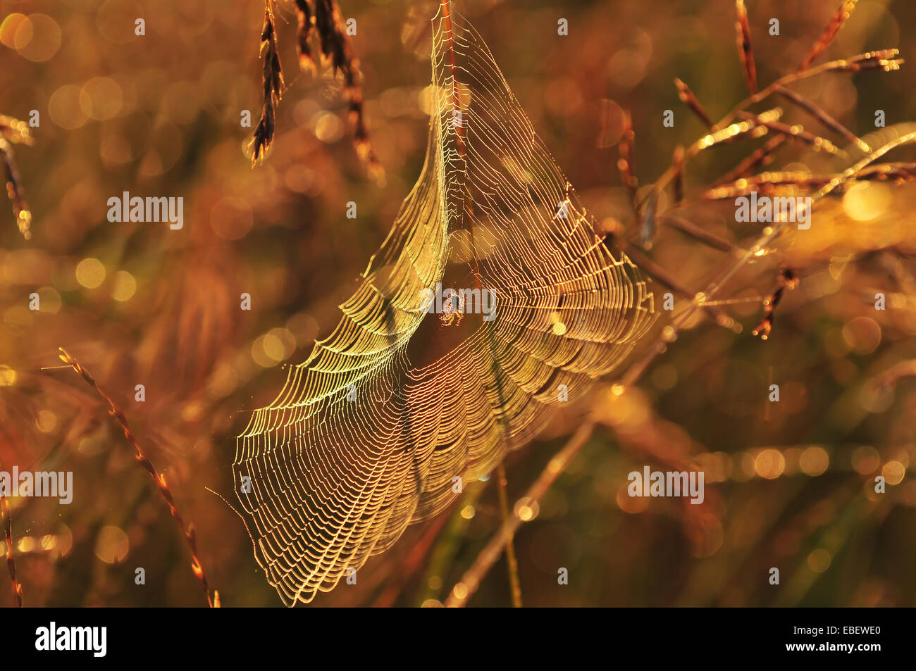 Spider back pattern hi-res stock photography and images - Alamy
