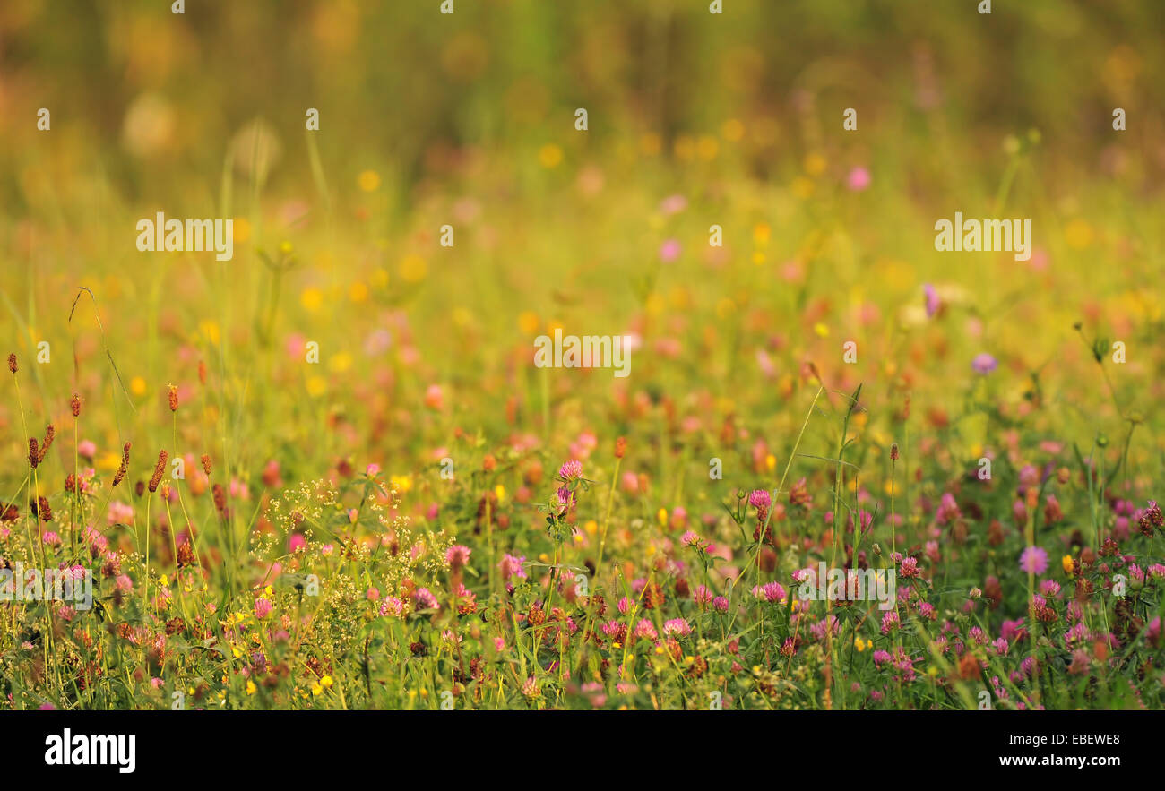 Warm early spring landscape hi-res stock photography and images - Alamy