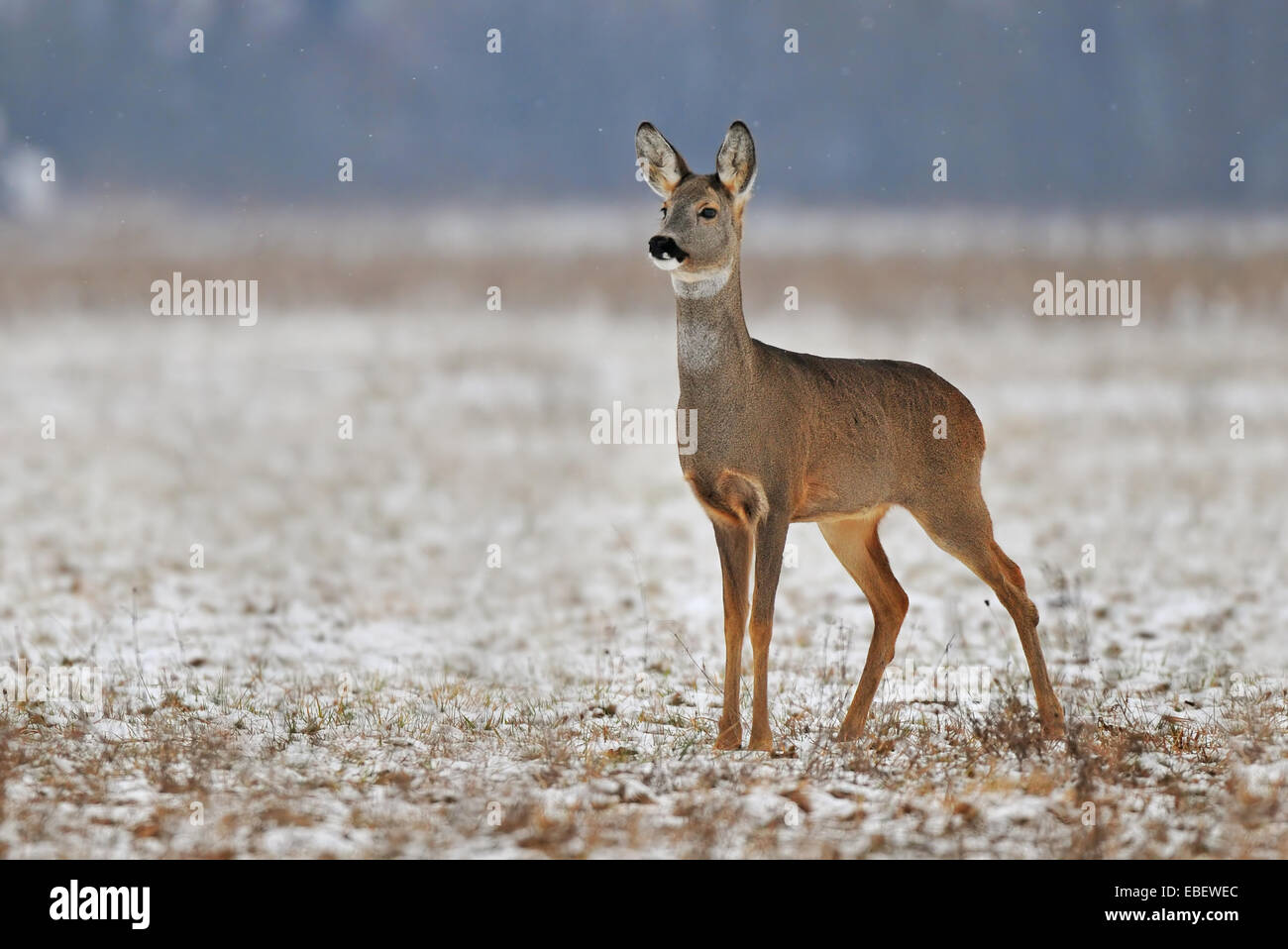 Roe deer in winter Stock Photo - Alamy