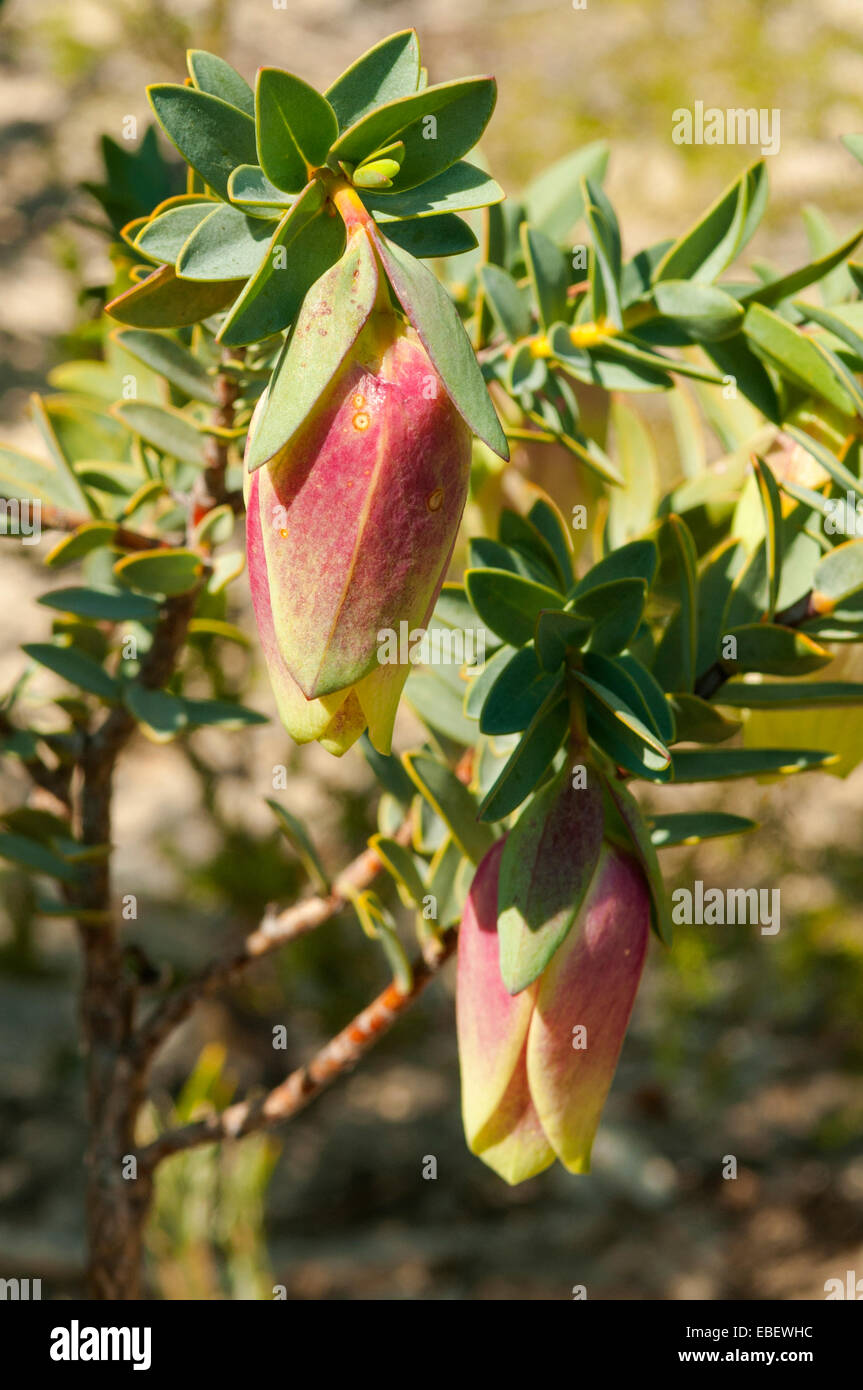 Pimelea physodes, Qualup Bell in Fitzgerald River NP, WA, Australia ...