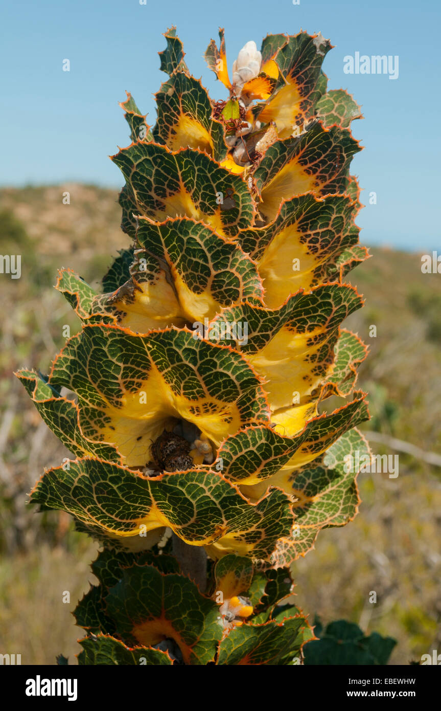 Royal hakea hi-res stock photography and images - Alamy