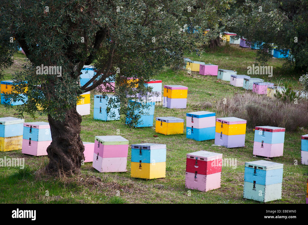 Rows of colorful beehives in olive grove Stock Photo - Alamy