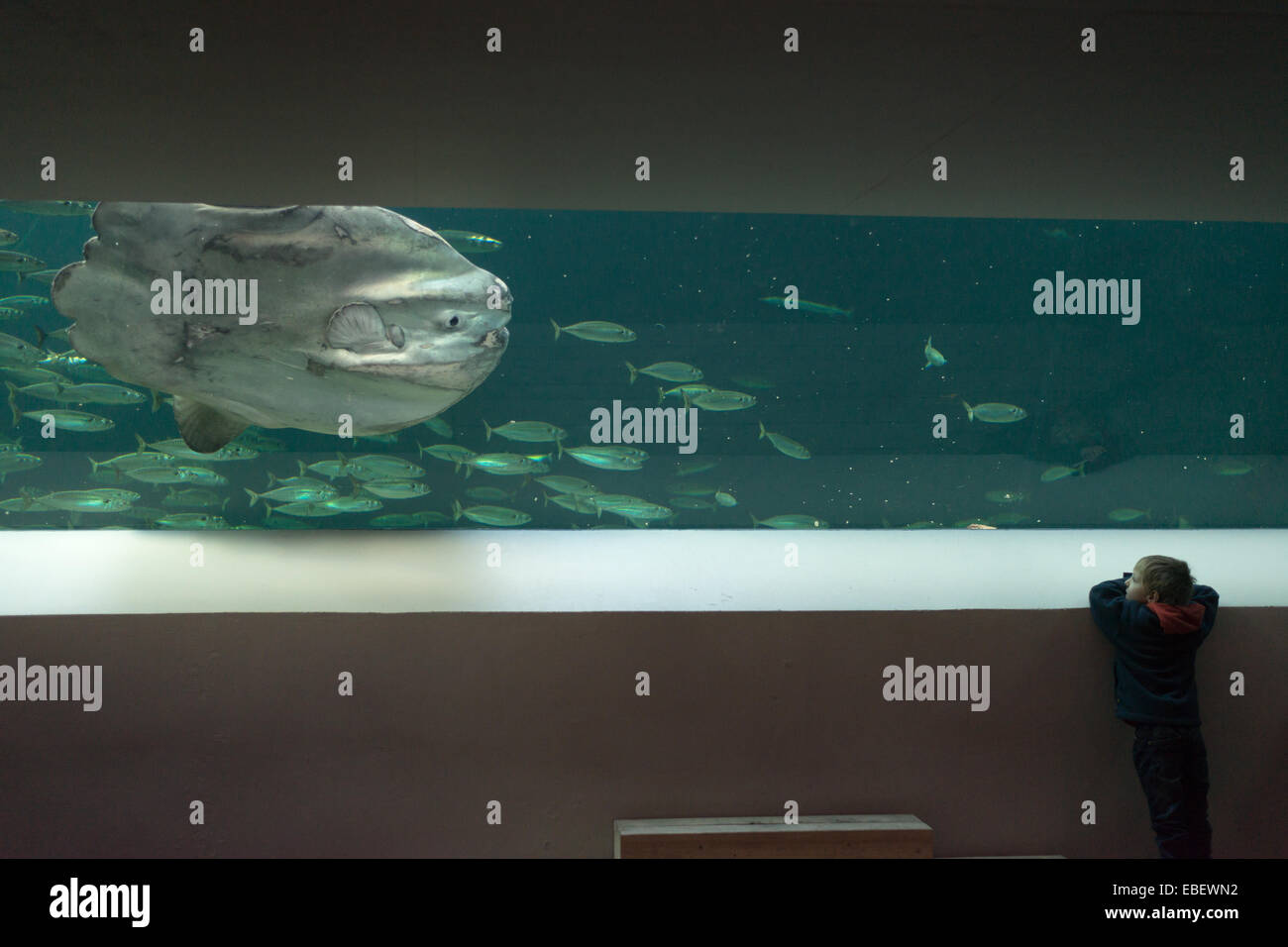 Ocean sunfish or common mola, Mola mola at the Nordsøen Oceanarium in ...