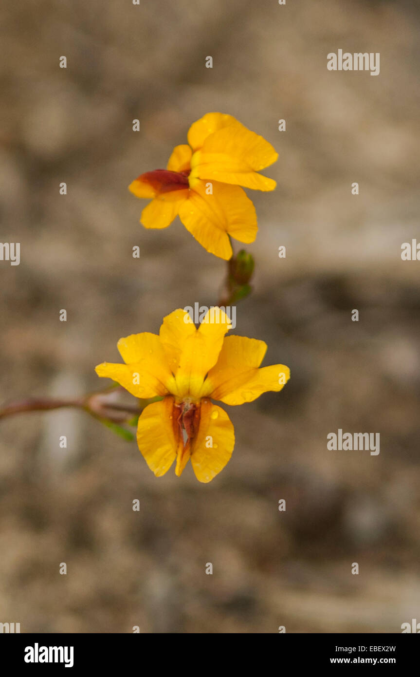 Velleia hi-res stock photography and images - Alamy