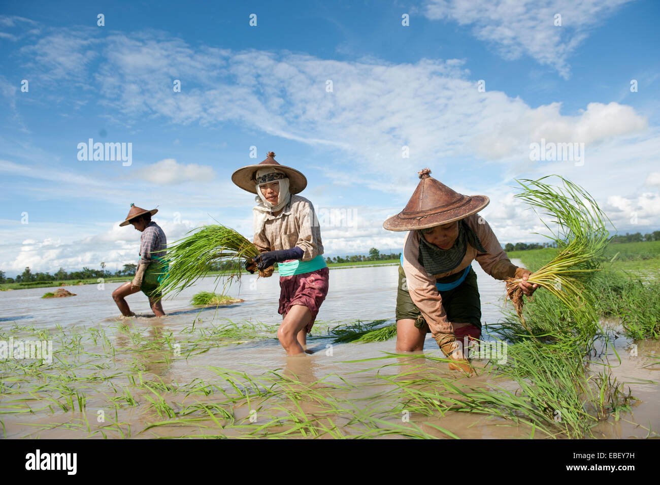 Asian Rice Farmers