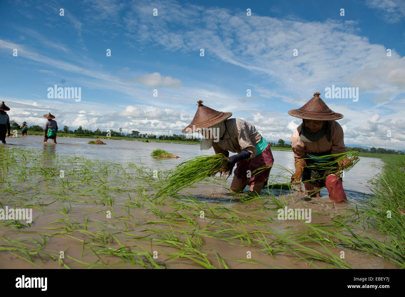 Working in rice field hi-res stock photography and images - Alamy