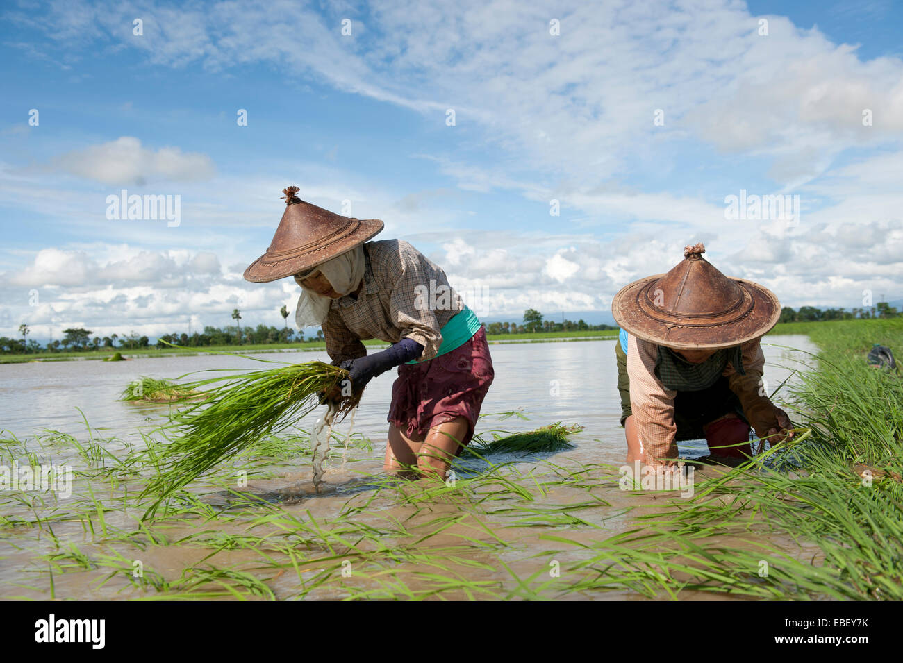 Working in rice field hi-res stock photography and images - Alamy