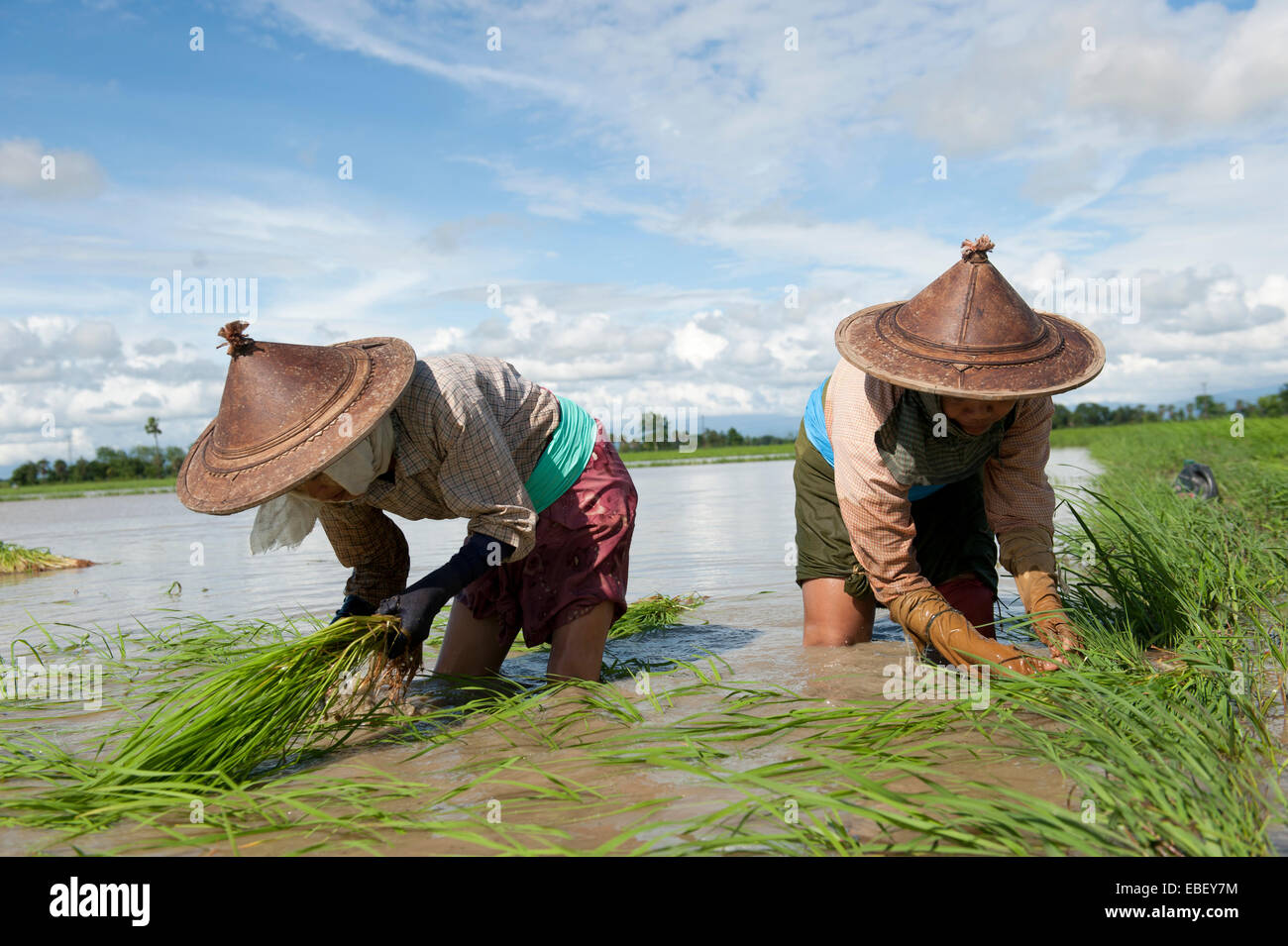 Farmers planting rice in Burma, Myanmar Stock Photo - Alamy