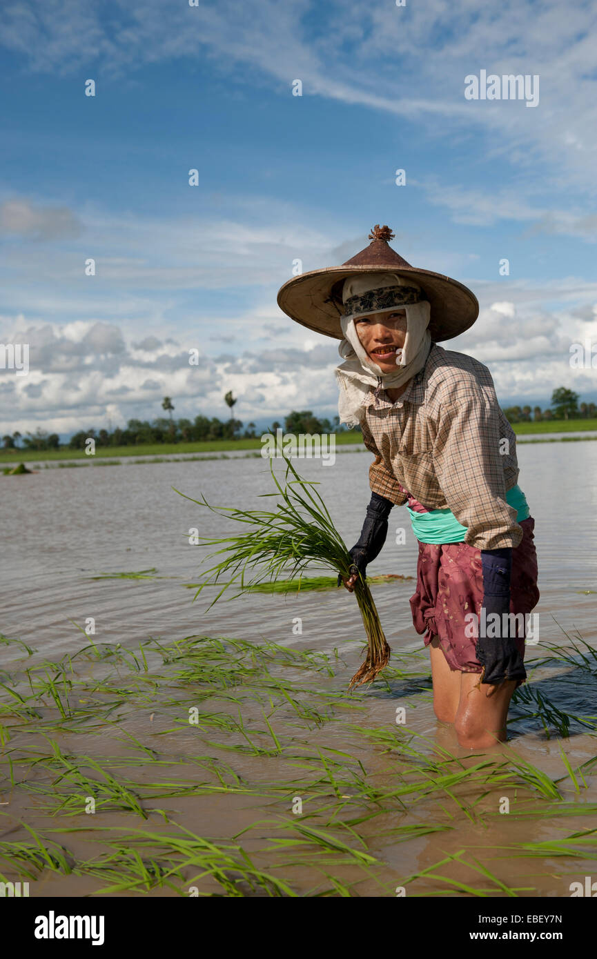 A farmer planting rice in Burma, Myanmar Stock Photo - Alamy