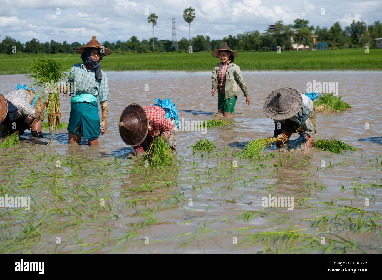 Farmers planting rice in Burma, Myanmar Stock Photo - Alamy