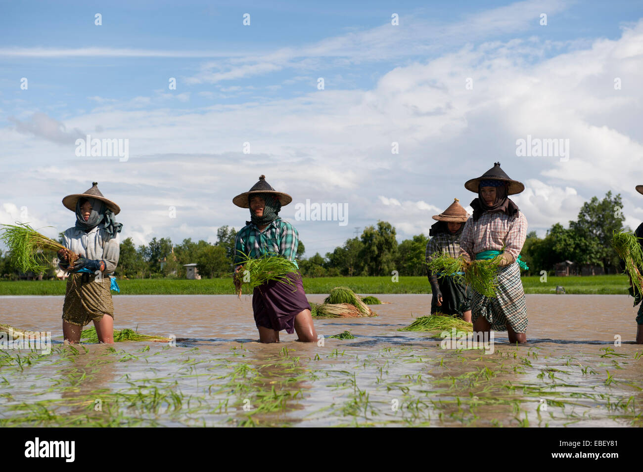Farmers myanmar hi-res stock photography and images - Alamy