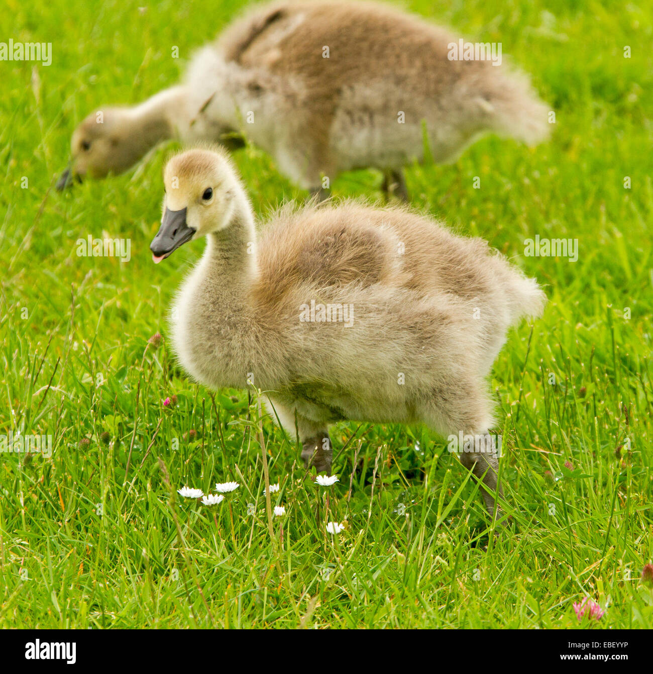 Two young Canada goose goslings, Branta canadensis, with yellow fluffy ...