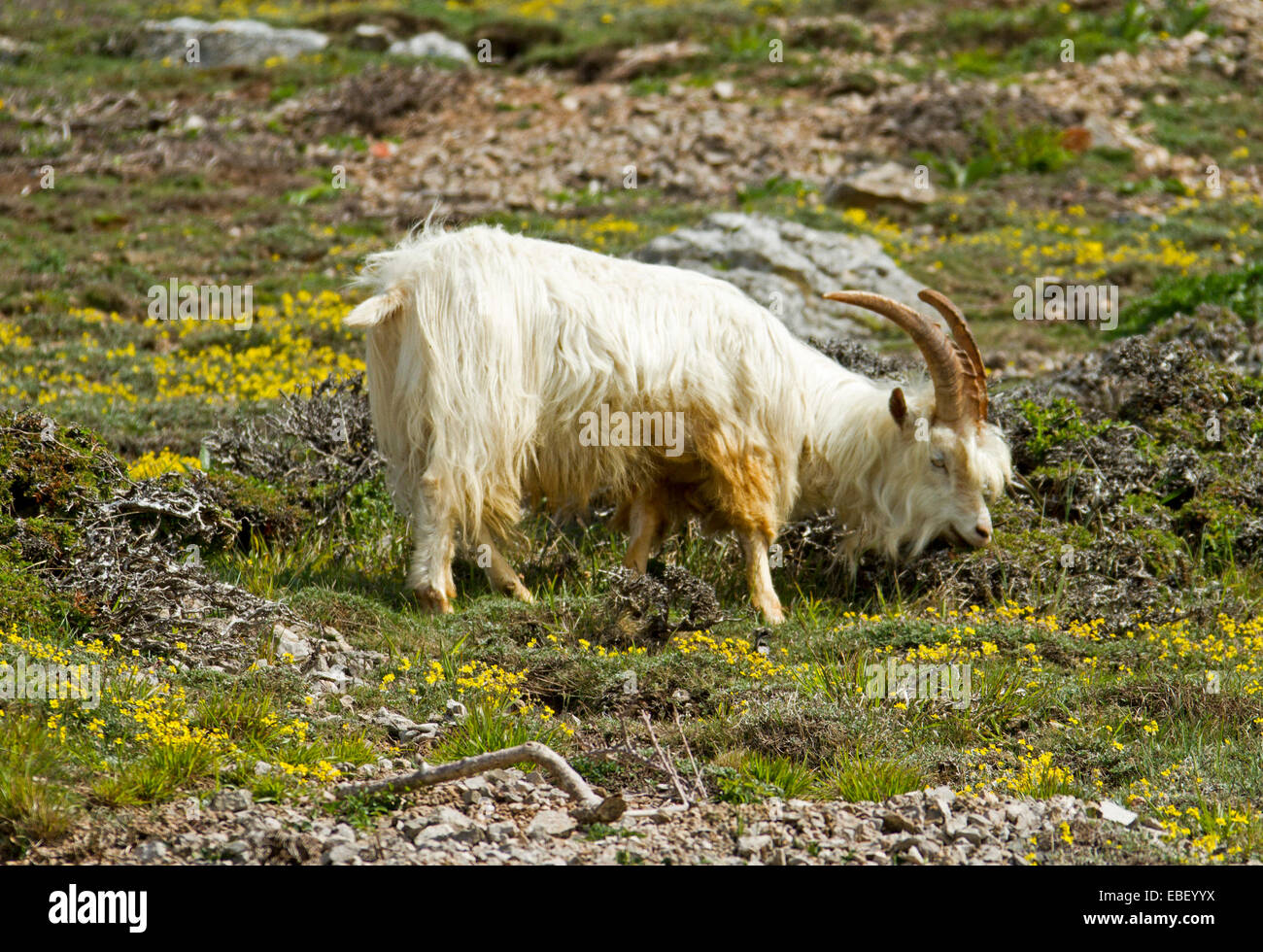 Kashmiri goat, with long shaggy white hair and horns, grazing among ...