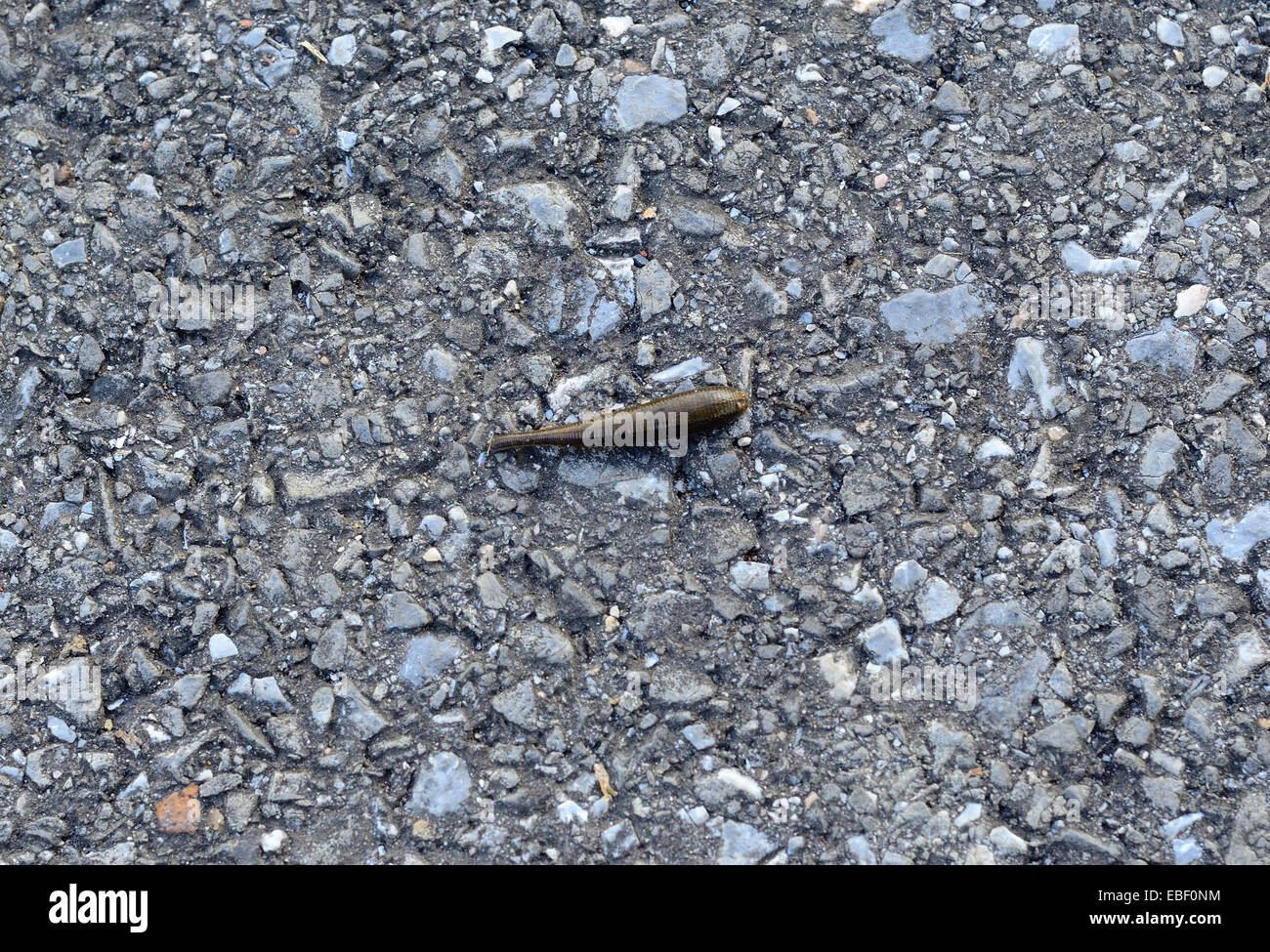 beaotiful very fat Land Leech (Haemadipsa interrupta) on the road Stock ...