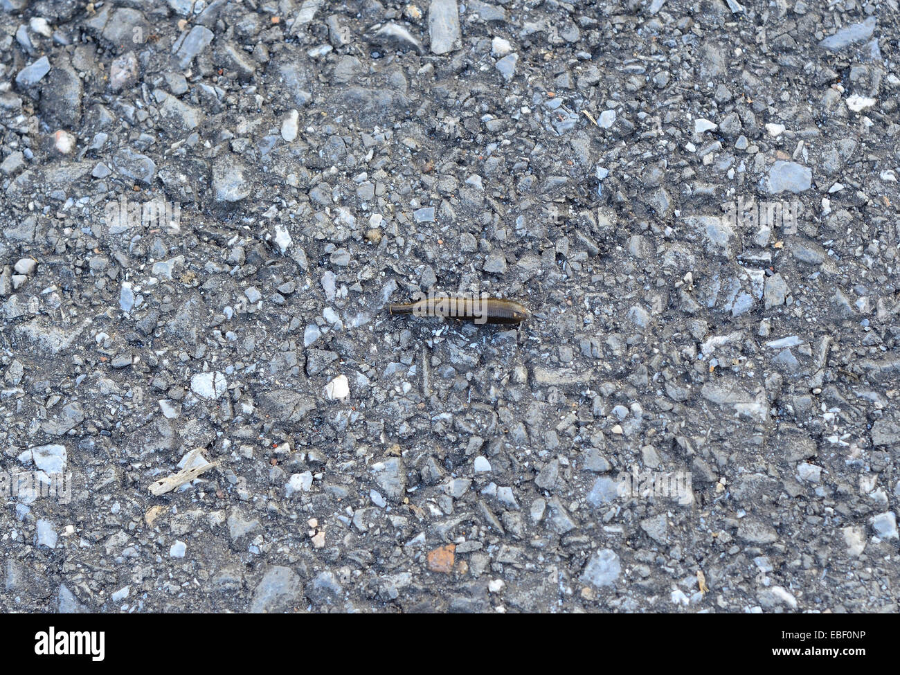 beaotiful very fat Land Leech (Haemadipsa interrupta) on the road Stock ...